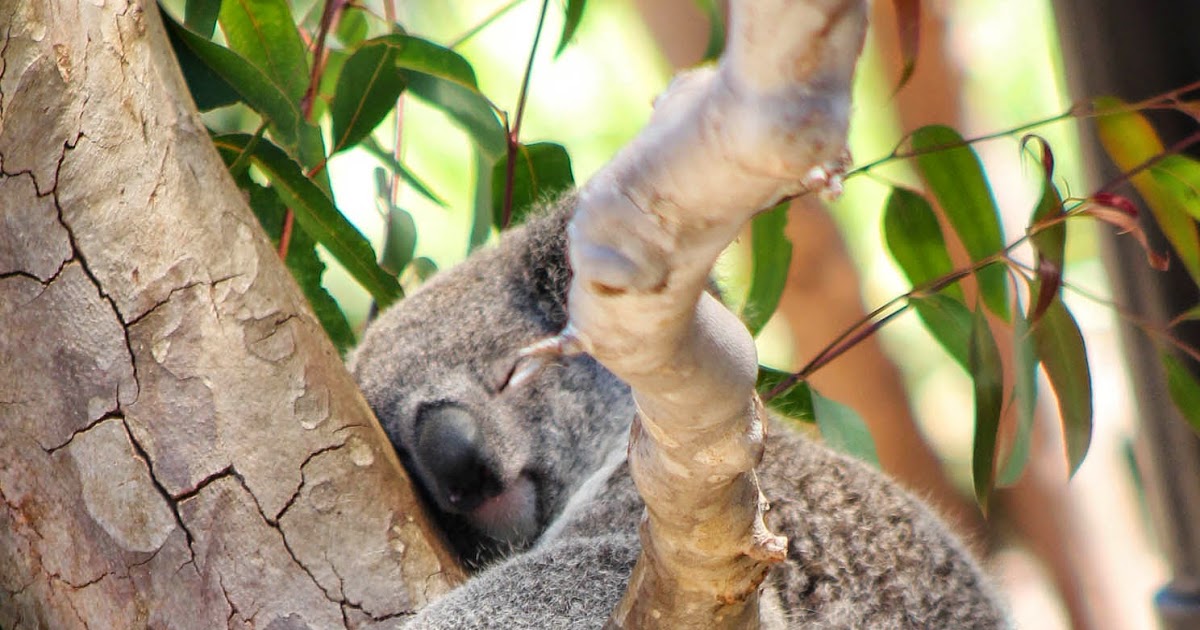 Life with Dylan: Australian Tree Huggers are the Best!