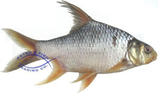 River Fish Supplier, Peter's Fish Trading Co, Sarawak: TENGALAN SARAWAK ...
