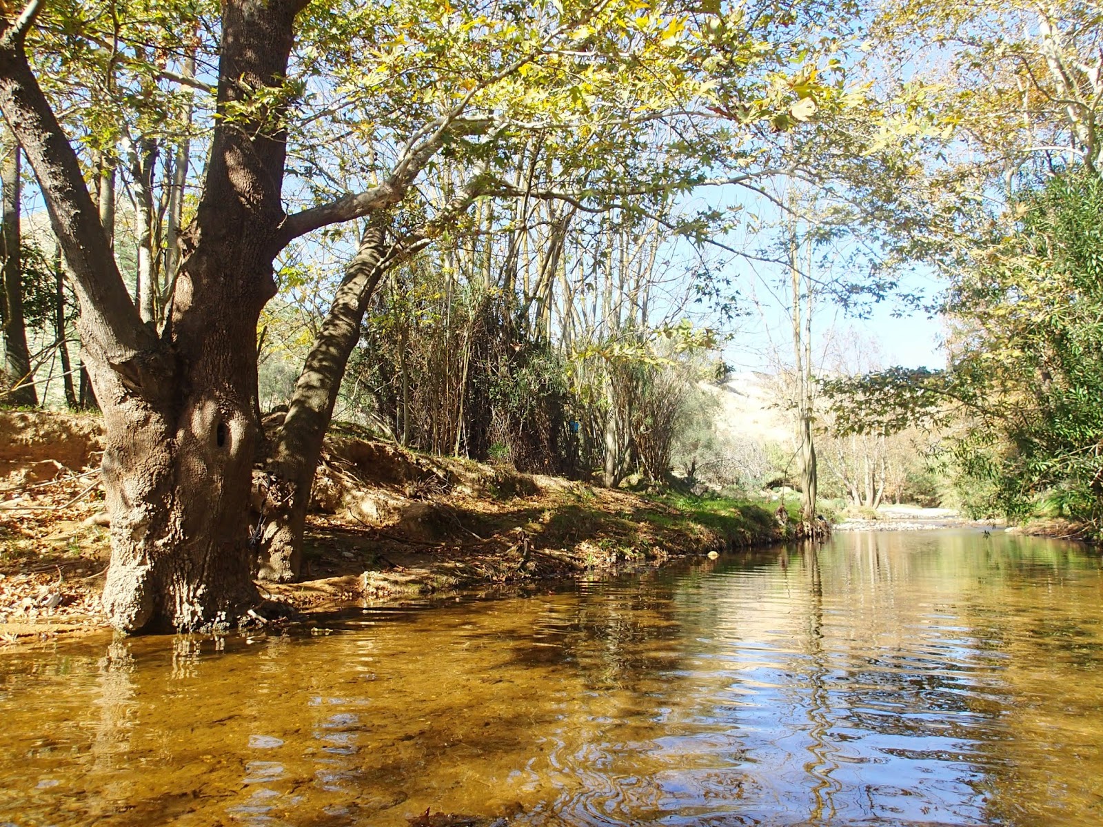 Athens Nature Journal: Upper Kifissos River, Athens: Studying the river ...