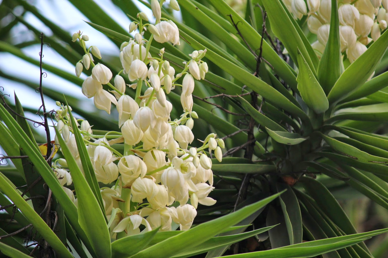 Uma flor por dia: Yuca