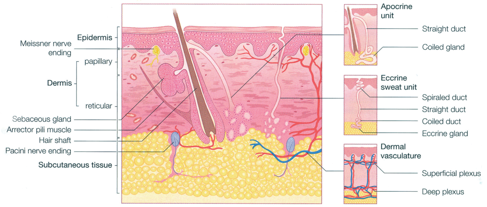 Physiology at your fingertips: Histological structure of skin