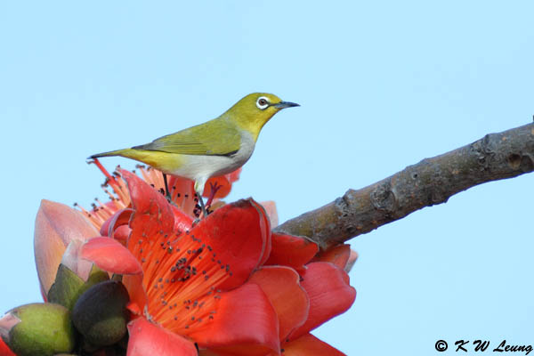 Cara Mudah Menjinakkan Burung Pleci Liar - Jual Biji Fumayin Khusus Burung