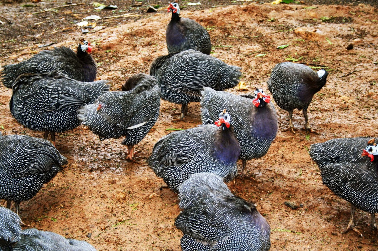 Living with Nature - School on Blog by Dr. Abercio V. Rotor: UST-AB ...