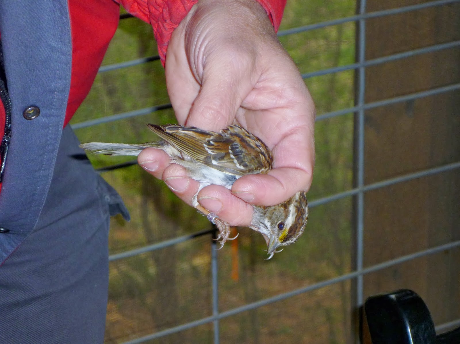 From Bluebirds to Turtles: Two Bird Banding Demonstrations at Prairie Ridge