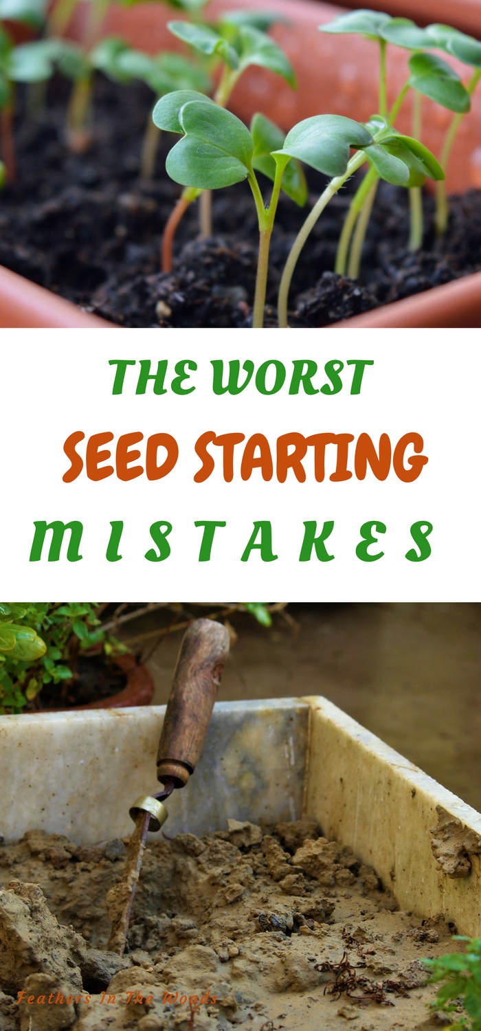 The 7 worst mistakes I've made starting seeds (you want to avoid these ...