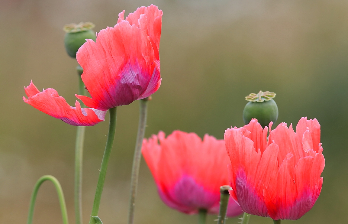 Welcome to the Green Heart Dens blog page.......: Ornamental poppies ...