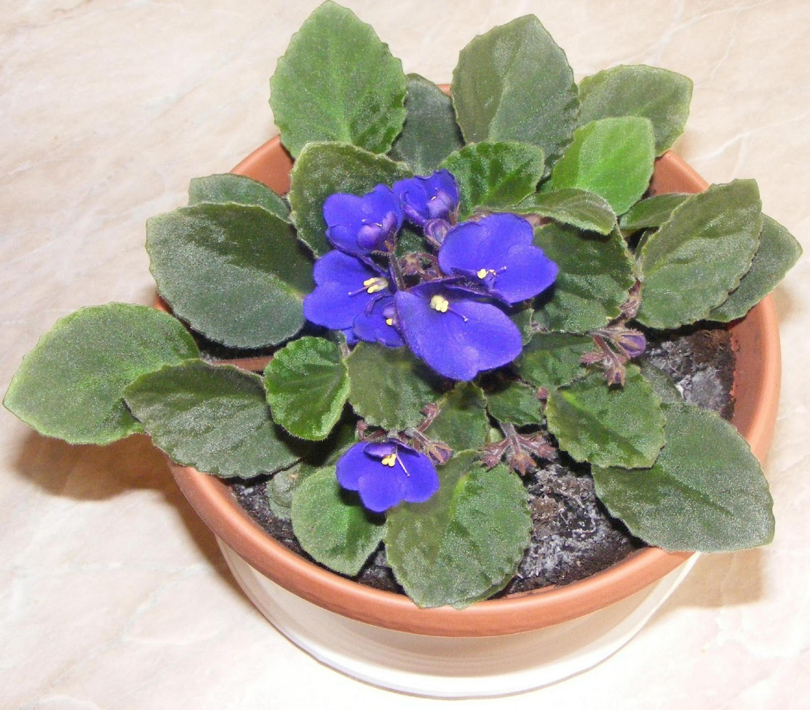 Violete de parma | Preparatedevis.ro