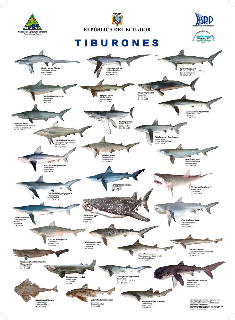 #Tubarões ~ Klima Naturali™