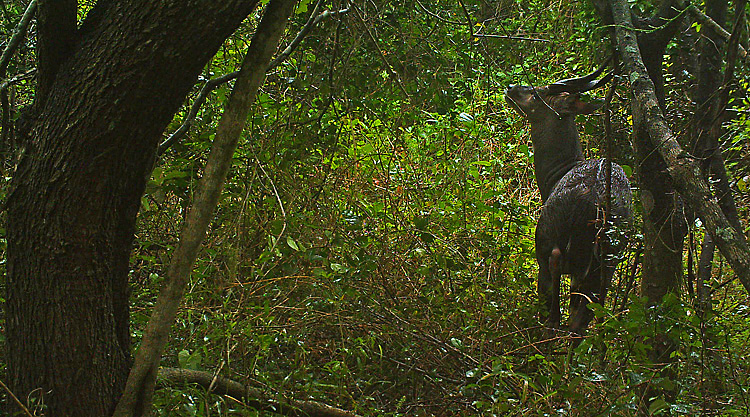 Remote Camera Trap - South Africa: April 2012