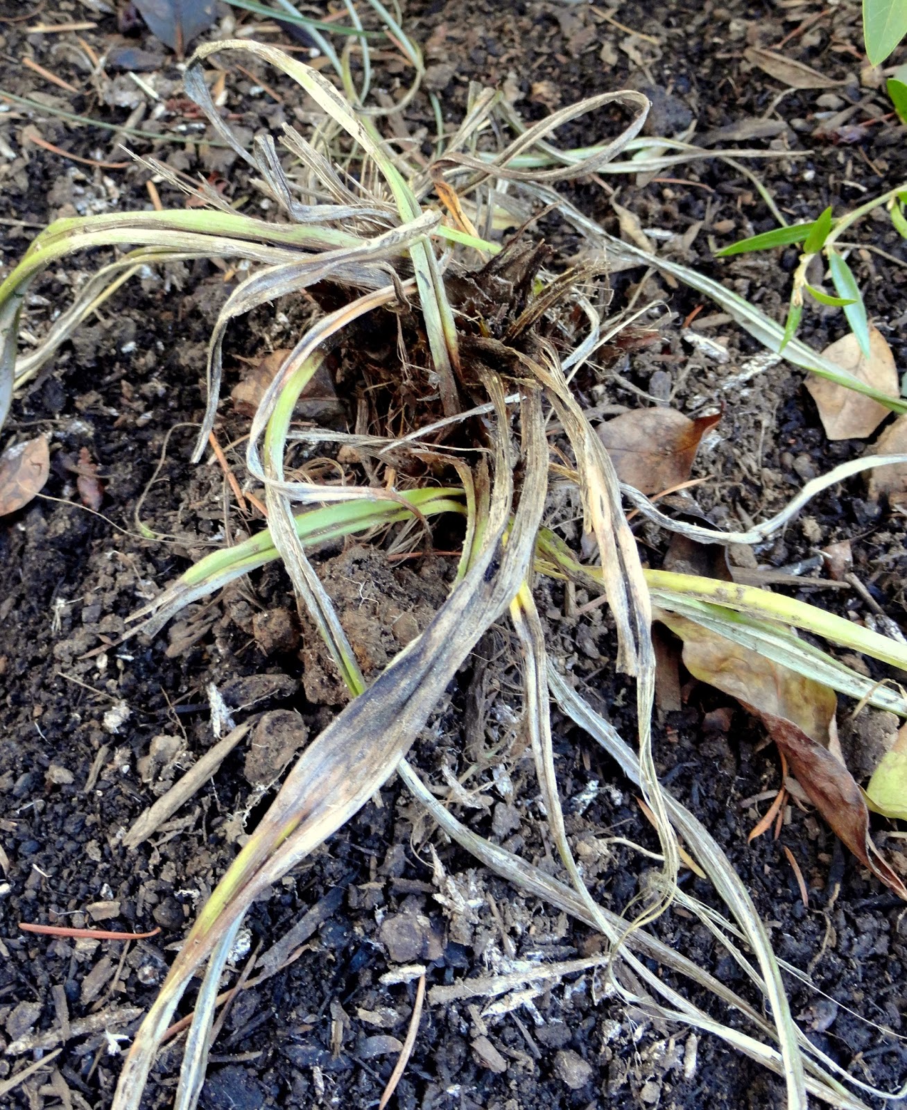 danger garden: Astelia nivicola ‘Red Gem’ is my favorite plant in the ...