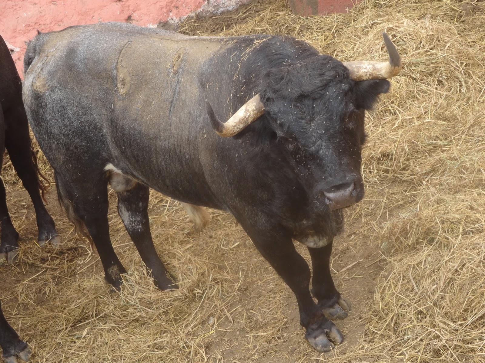 PANORAMA TAURINO DEL PERÚ: IMÁGENES DE TOROS DE LA QUINTA PARA ACHO