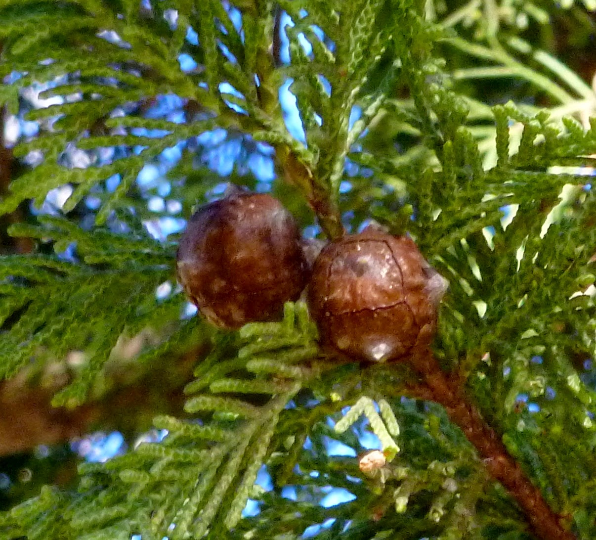 Árboles con alma: Ciprés de Leyland. (x Cupressocyparis leylandii)
