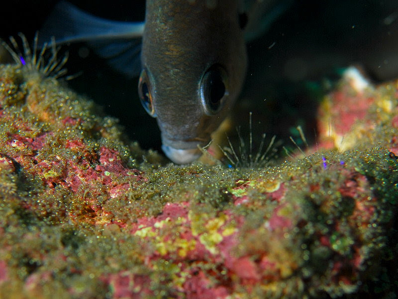 海玩子潛水訓練中心 - 大台北溫水學潛水-初級潛水課程-國際潛水證照 (大台北 板橋) - Oceanplayer SCUBA Diving ...