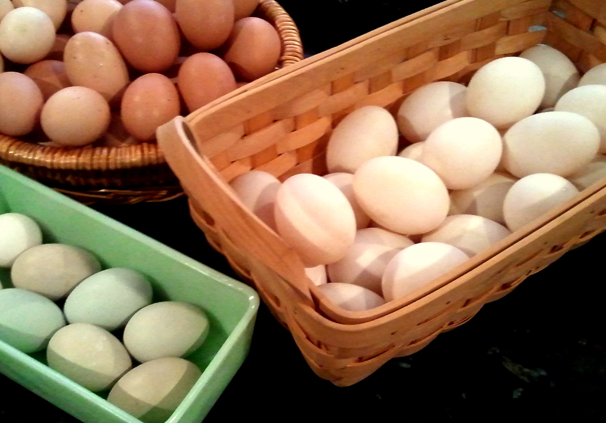 A Rainbow of Egg Colors | Fresh Eggs Daily®