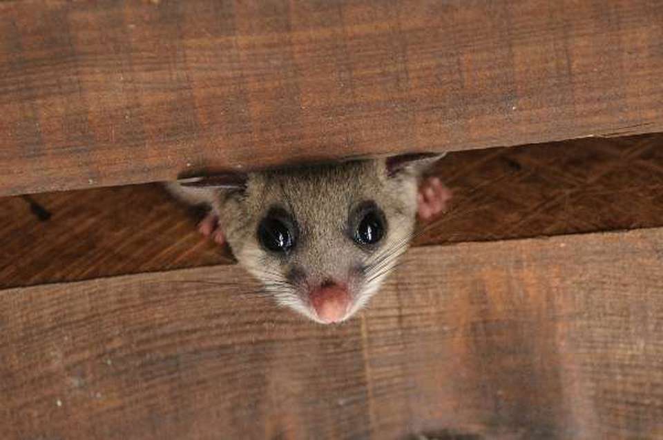 SPIGOLATURE SCIENTIFICHE: Il lungo sonno del ghiro