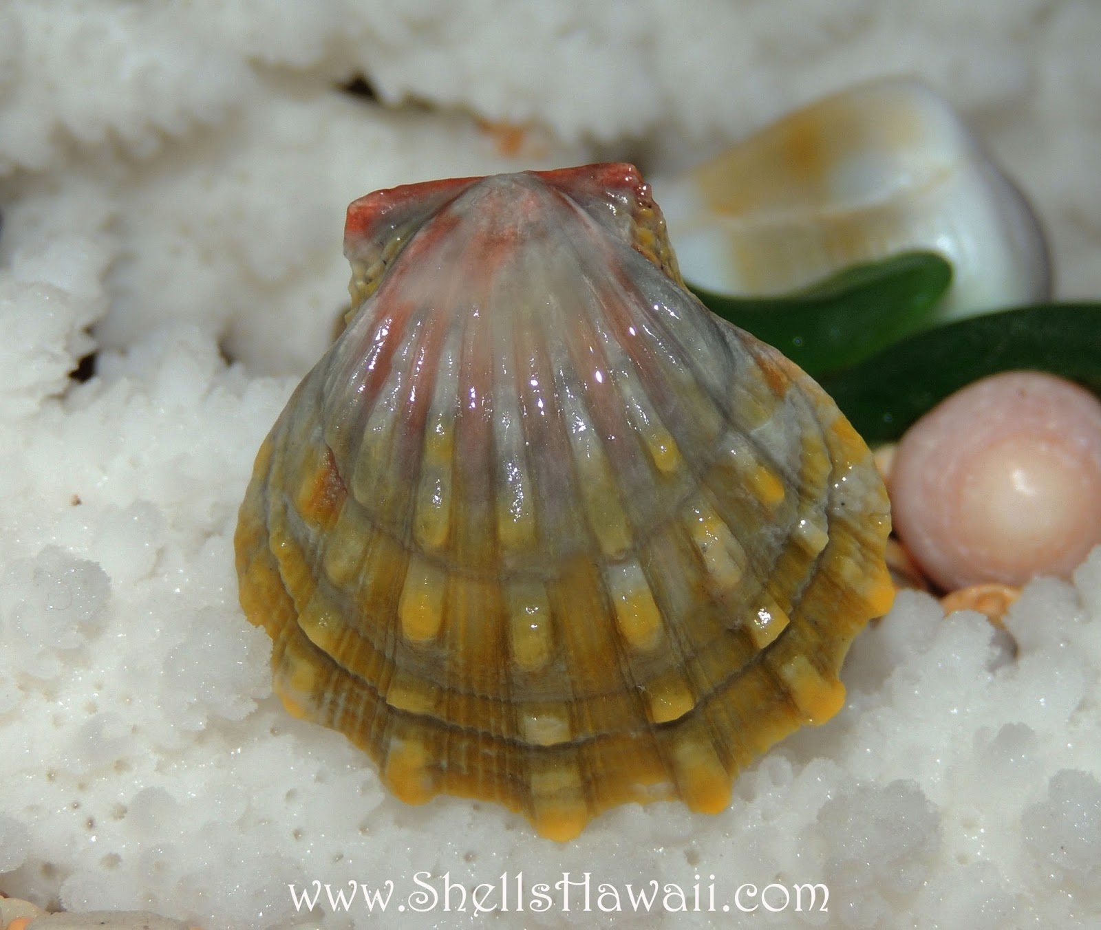 ShellsHawaii ...by Janjira: Sunrise shells/Pecten Langfordi
