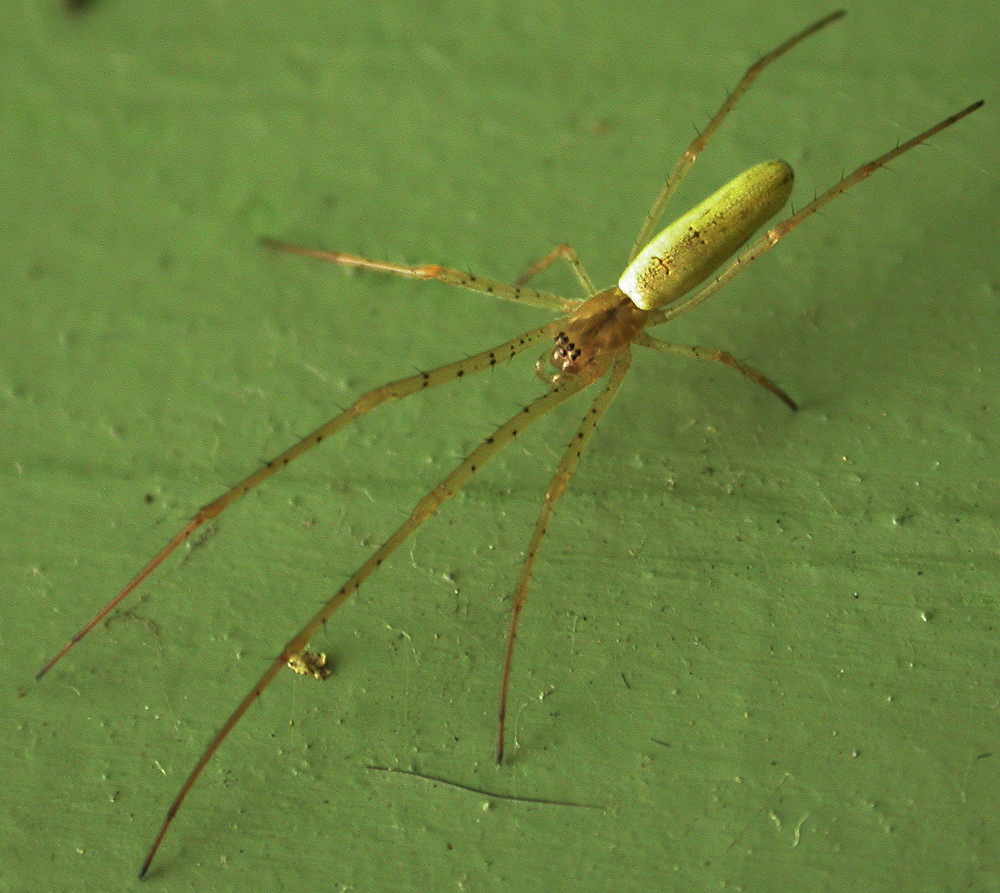 Arachnerds: Large Jawed Orb Web Spiders - Tetragnatha sp.