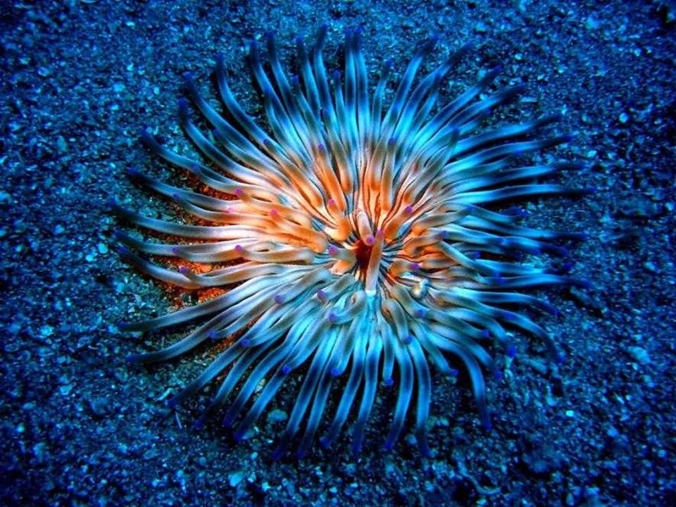 worldimage4u: Wallpapers - Under The Sea Levels Creatures - 32