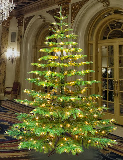 NobleFirChristmasTree: How to Buy a Live Noble Fir Christmas Tree