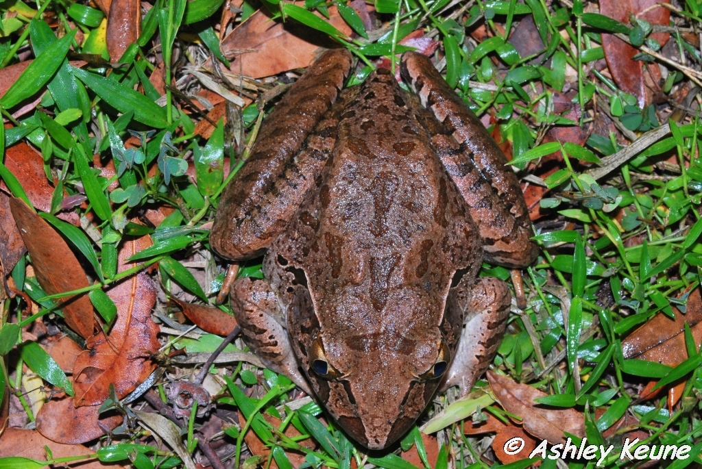 Australian Frogs Photography: KEUNEA PHOTOGRAPHY: Giant Barred Frogs