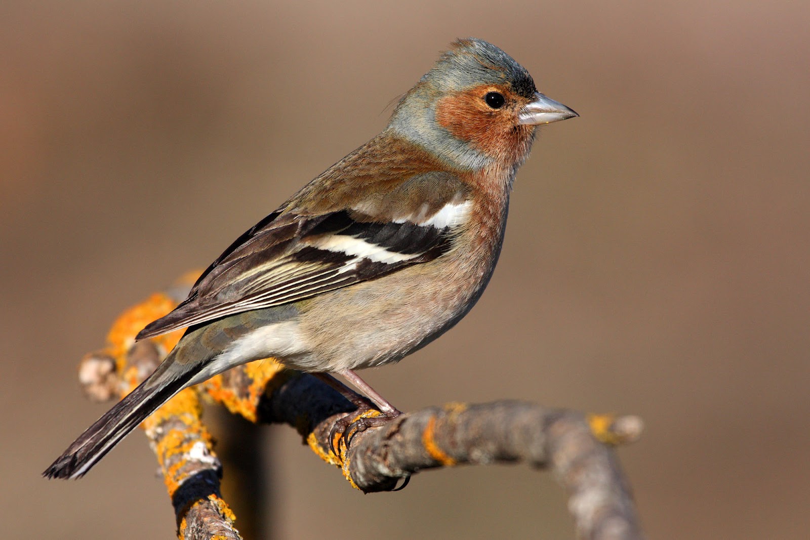 CASA DE LAS AFUERAS: Pinzón vulgar