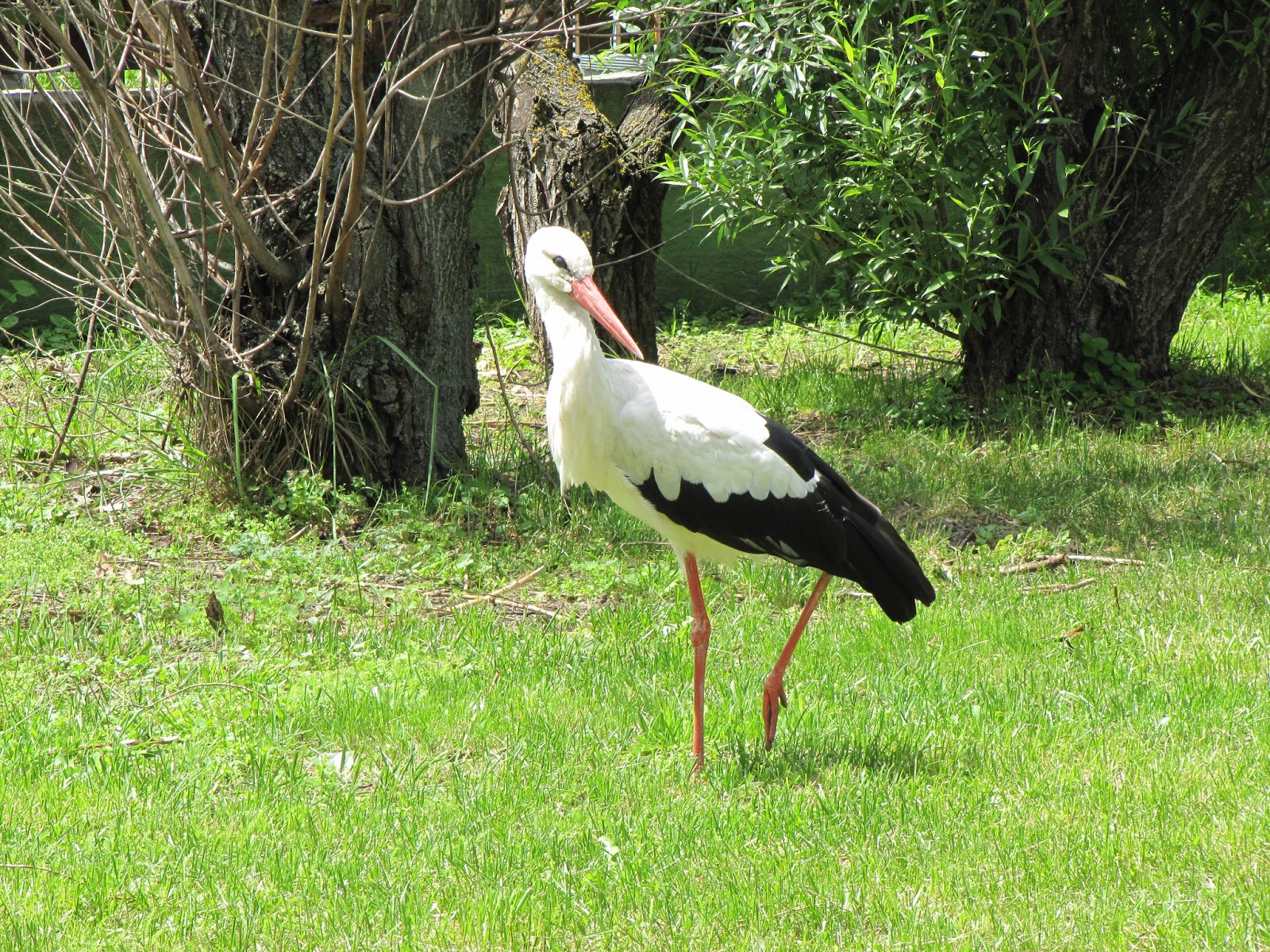 Gondolkodik, mint féllábon a gólya - Fehér Gólya Múzeum, Kölked