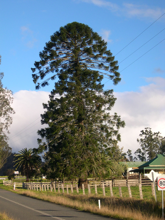 Green Earth: Endangered Trees