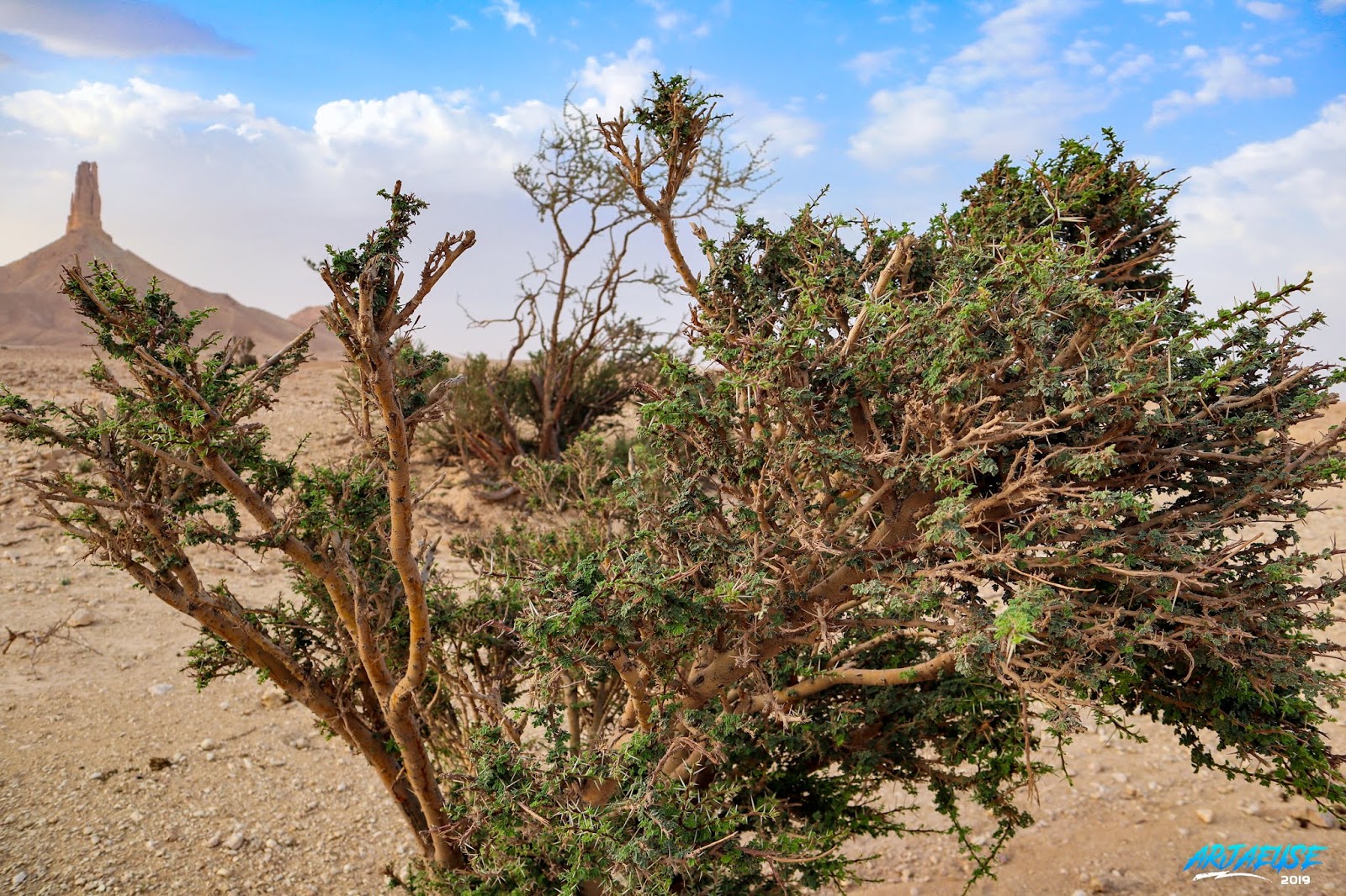 Faisal's Finger the Hidden Beauties of Saudi Arabia