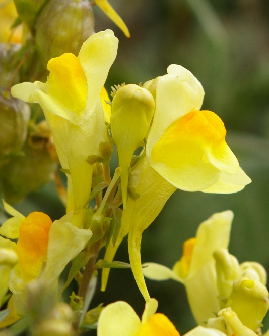 John Grimshaw's Garden Diary: Peloria