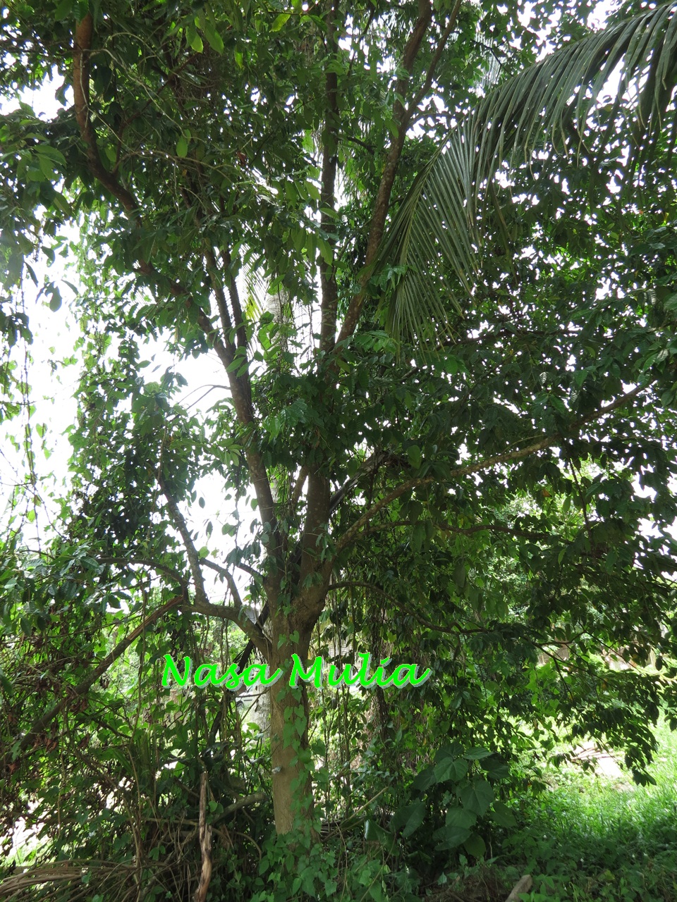 warna warni hidupku..............: Pokok Serai Kayu..