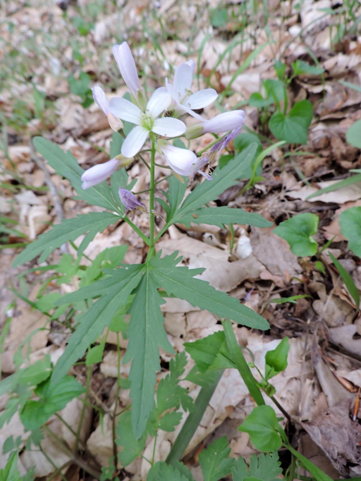 Capital Naturalist by Alonso Abugattas: Cut-leaf Toothwort