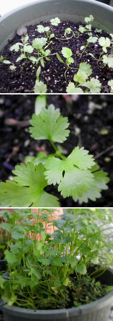 growing Cilantro in containers