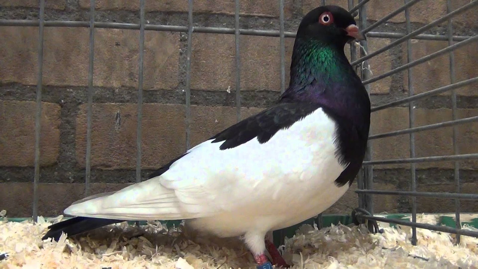 Old German Magpie Tumbler | BD PIGEONS