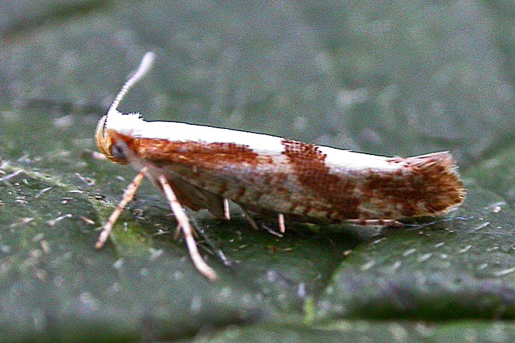 Species of UK: Week 58: Wild Cherry ('Prunus avium')