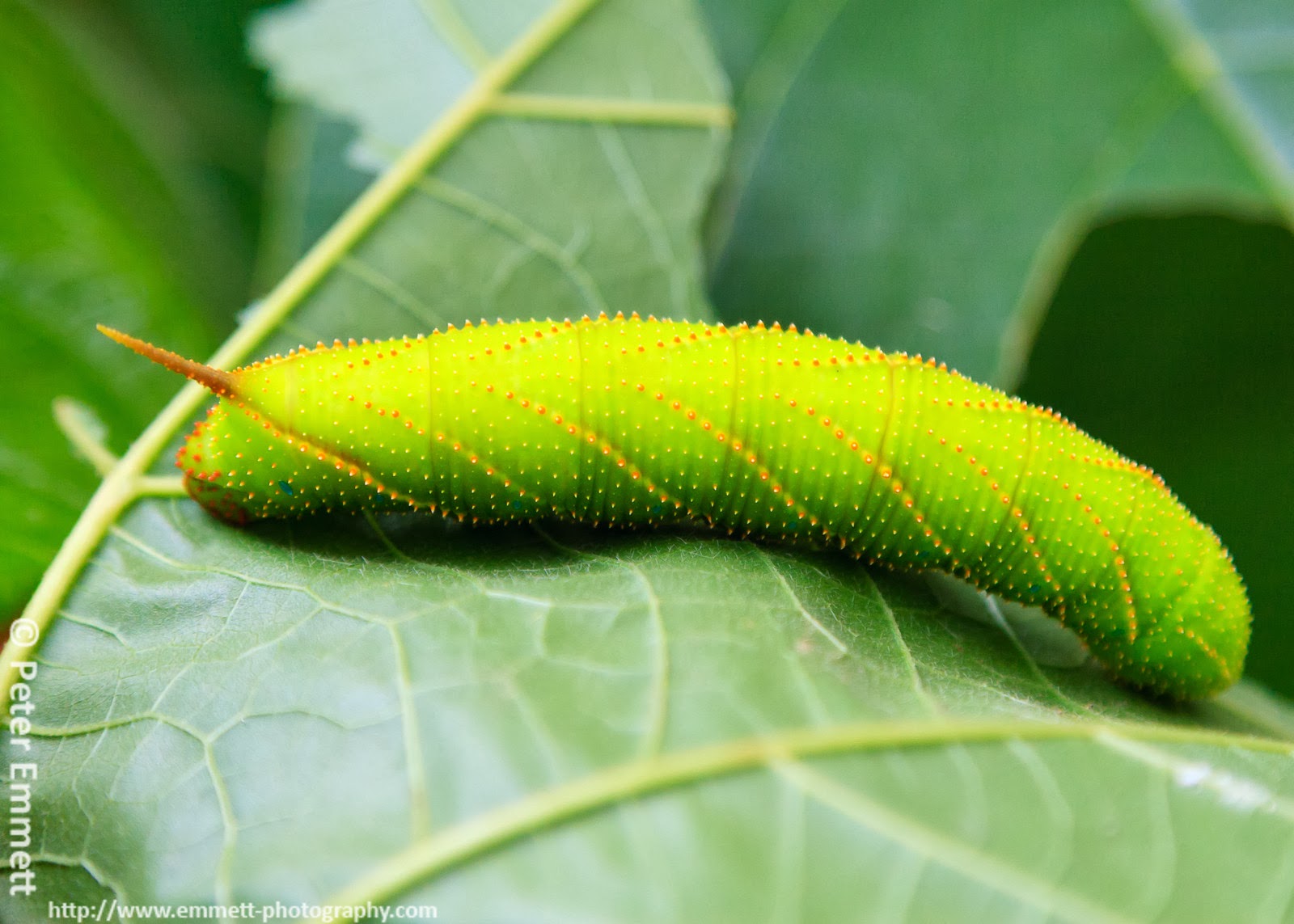 Myra Boyle Photography: Research