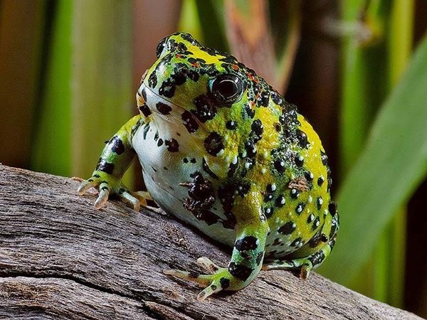 Sapo | Espécies de Sapos