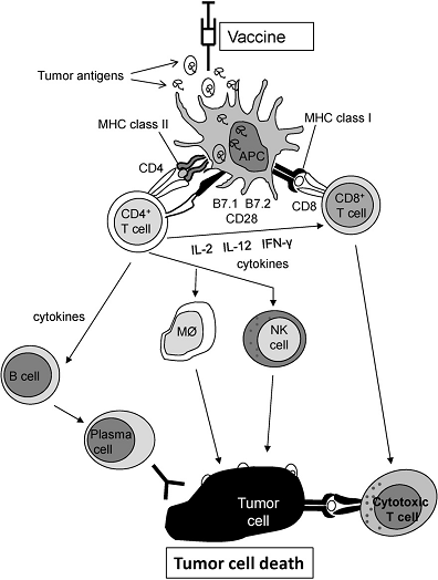 Caja de Ciencia: Mirando de cerca la vacuna que "curará el 90% de los ...