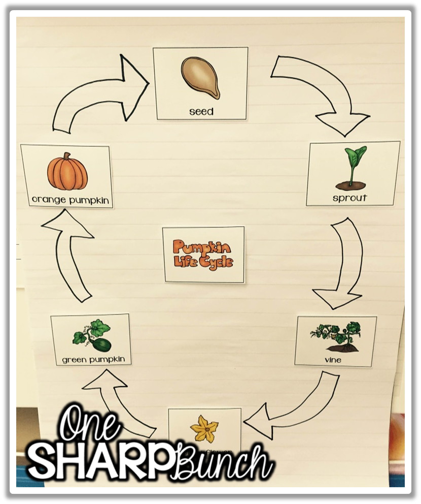 Pumpkin Investigation Activities - One Sharp Bunch