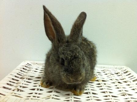 THUMP - The Farm: Flemish Giant Babies available