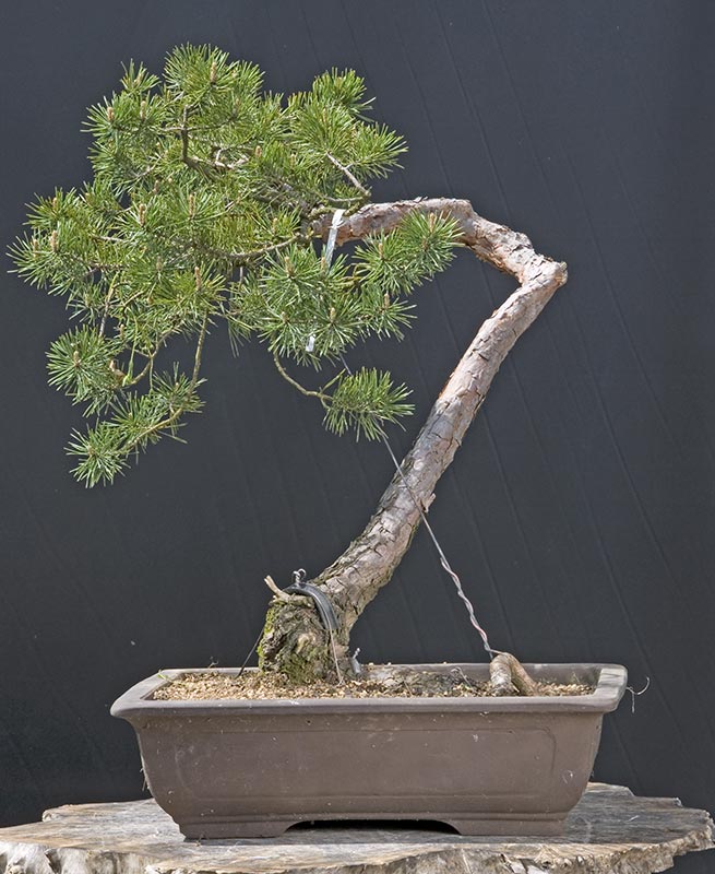 Walter Pall Bonsai Adventures: Four literati Scots pines