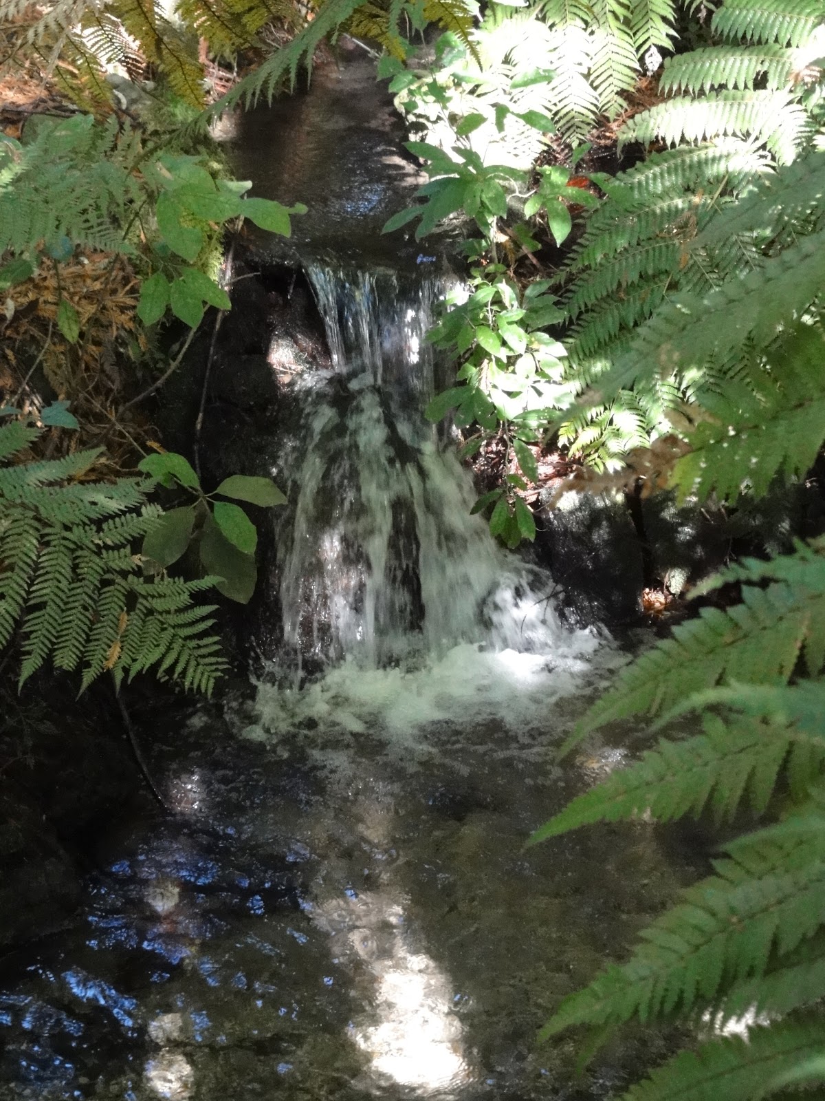 Jane's Jewels: Rainbow Springs