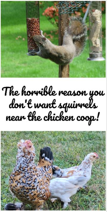 Why you don't want squirrels near your chickens (it's really gross ...