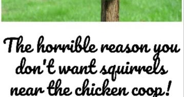 Why you don't want squirrels near your chickens (it's really gross ...