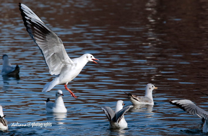 Photographis: The Cinematic Orchestra - Arrival of the Birds