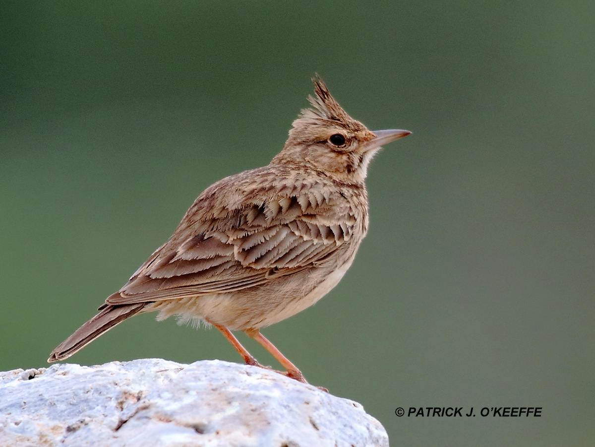 Raw Birds: CRESTED LARK (Galerida cristata) Kolimvari, Crete, Greece
