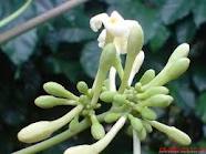 PAPAYA SEEDS FLOWER AND BENEFITS | NATURAL HEALTH