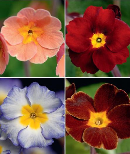 Primroses nursery and garden tips to grow primulas ~ English garden