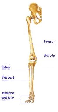 CIENCIAS NATURALES LA UNION: ESQUELETO APENDICULAR