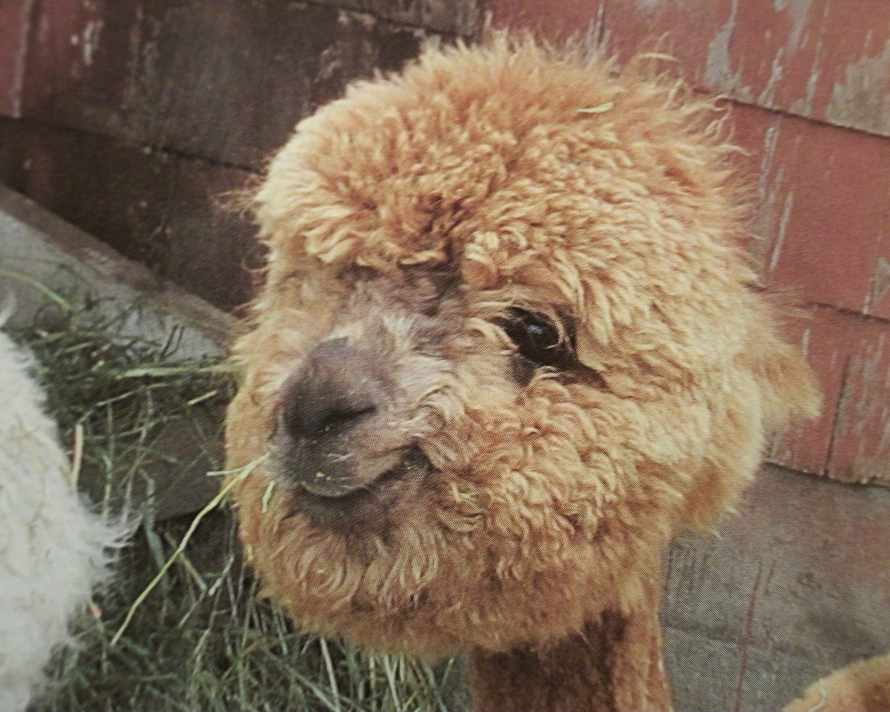 Photos of Canada: Cute Furry Animals Alpaca Picture