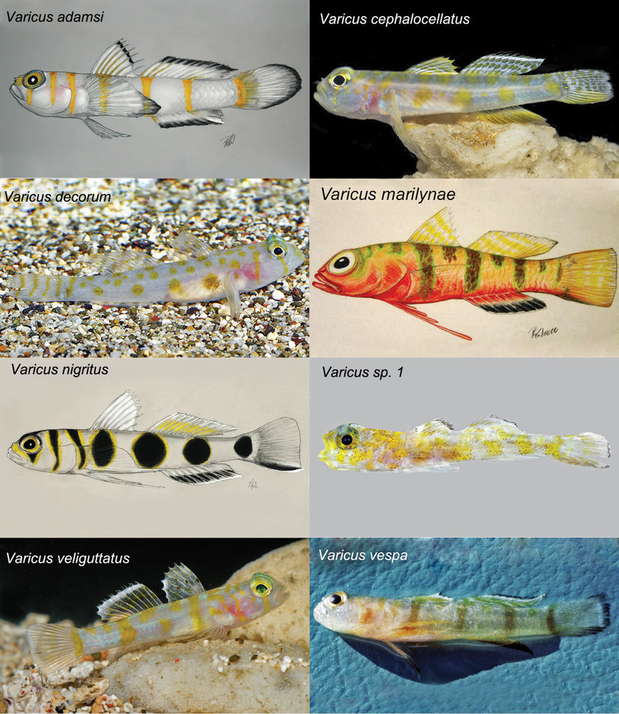 Species New to Science: [Ichthyology • 2016] Varicus lacerta • A New ...